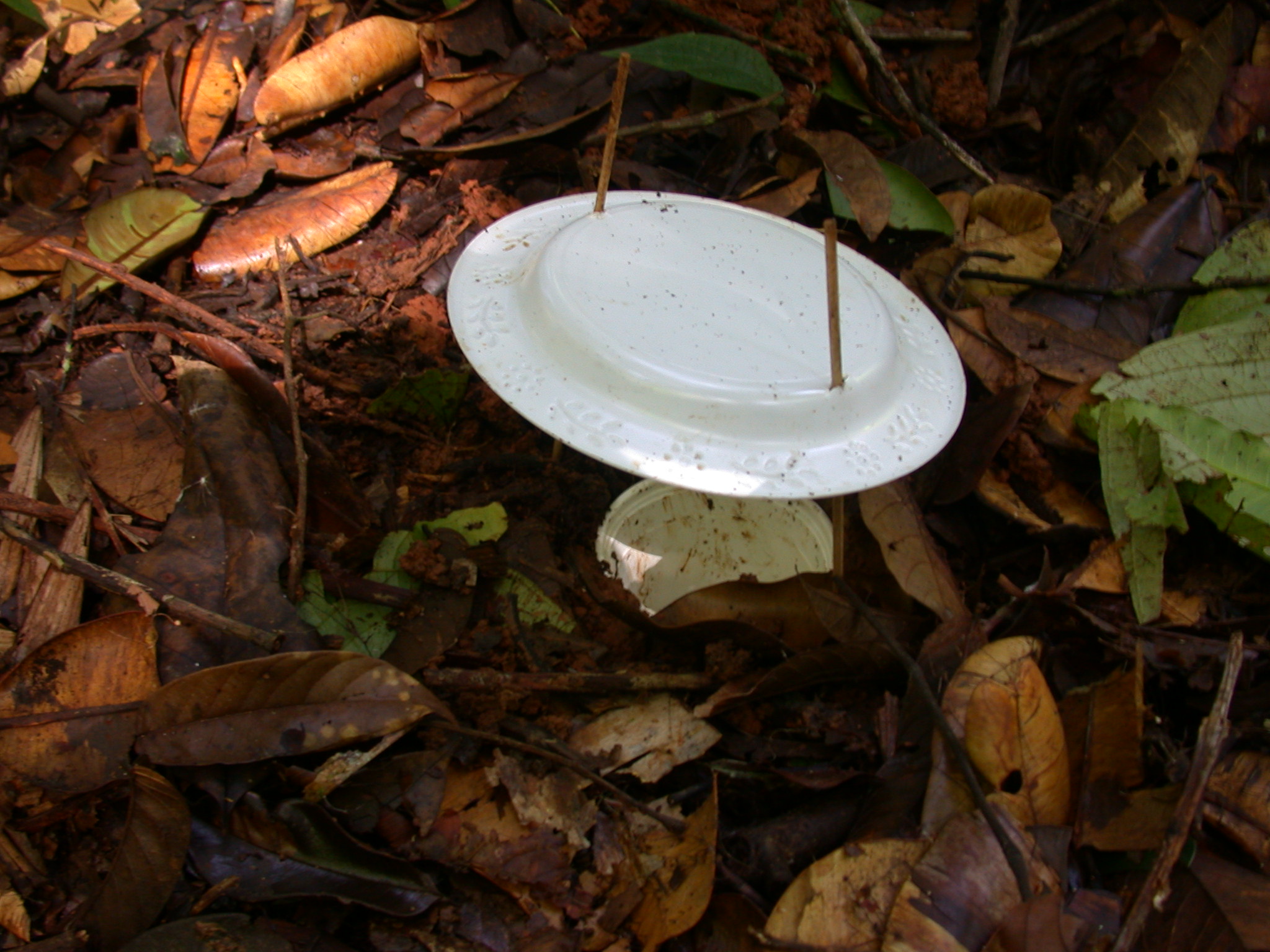 Index of /ants/gallery/2003-2004-IBISCA-Panama/Insect collecting ...