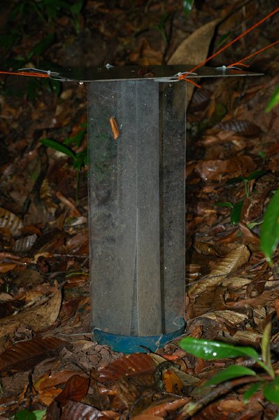 Flight Interception Traps - ButterflyTraps