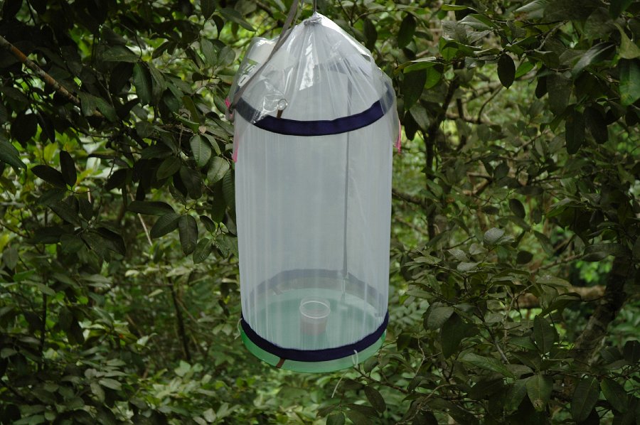 Flight Interception Traps - ButterflyTraps