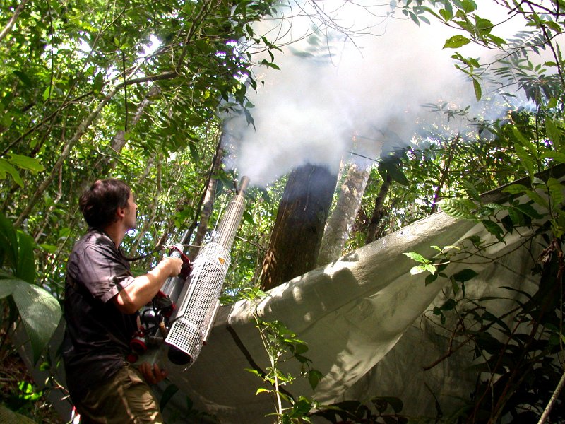 Insecticide Fogging
